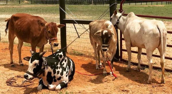 Grass-Fed Cows – Eightfold Farms